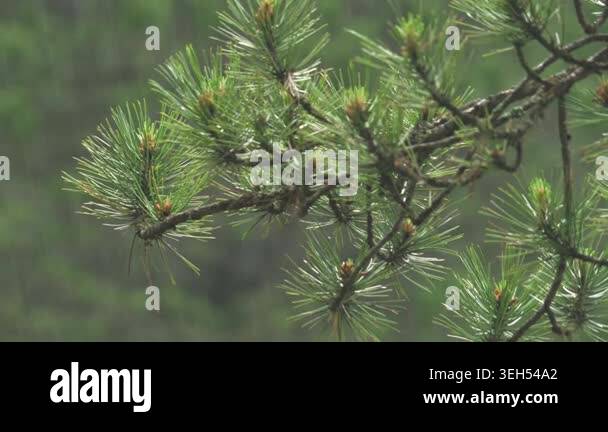 Heavy rain falls through natural landscape, dense water curtain and wet ...