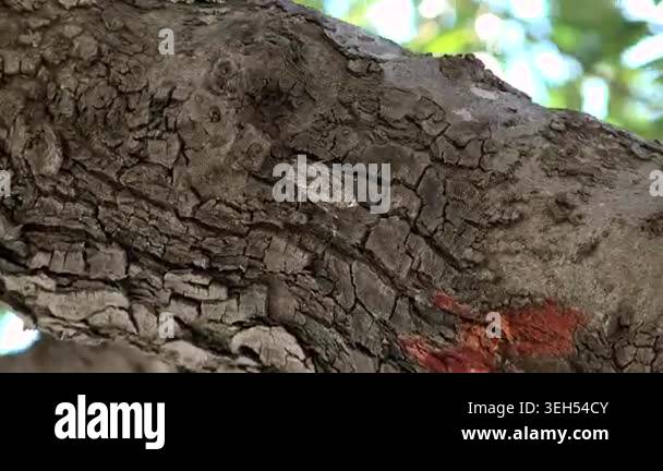 Cicada clings to tree bark in close view with white, gray, and brown ...