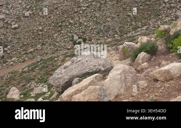 Small bunting perches on a rock in dry open country with sharp wildlife ...