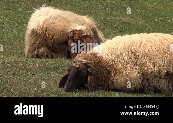 Two brown sheep rest on grass in a pasture with dark heads and thick ...