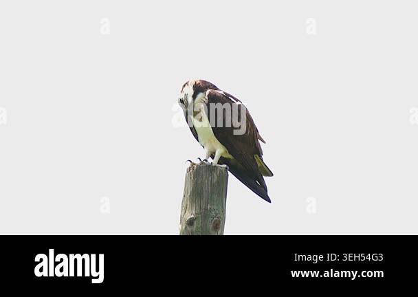 Western osprey perched on utility pole in natural wildlife habitat ...