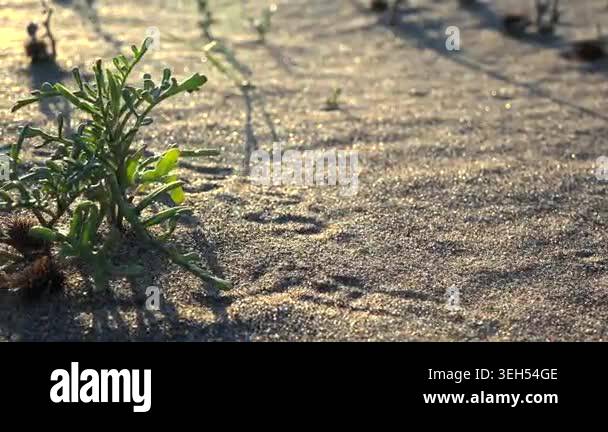 Small desert plant grows on sandy ground at sunrise with arid soil ...
