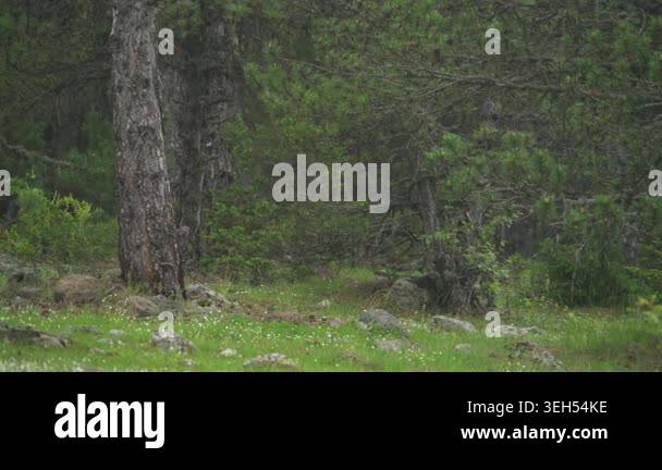 Heavy rain falls through natural landscape, dense water curtain and wet ...