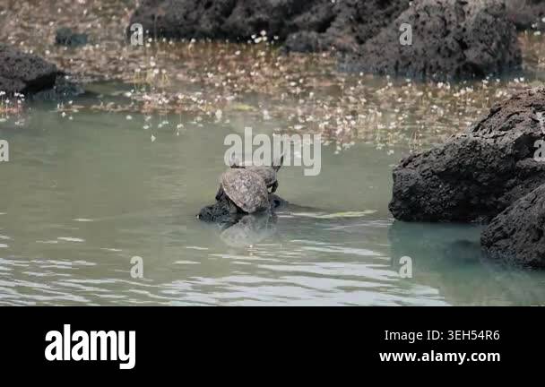 Pond turtles rest on a rocky islet within calm lake water in a natural ...