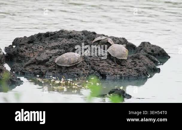 Pond turtles rest on a rocky islet within calm lake water in a natural ...