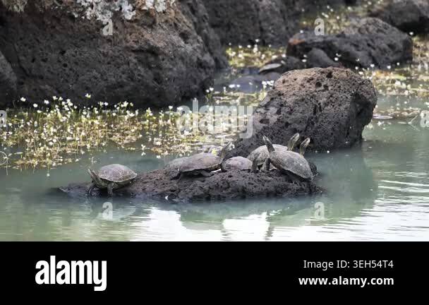 Pond turtles rest on a rocky islet within calm lake water in a natural ...