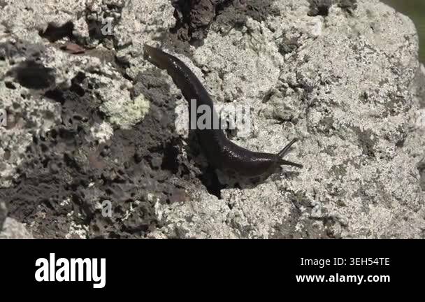 Black slug crawls across rough gray rock showing moist texture in a ...