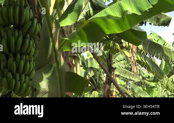 Fresh green bananas hang in dense clusters on tropical trees within ...