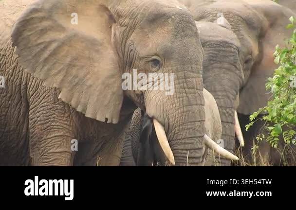 Elephants standing within forest in Africa under calm daylight within ...