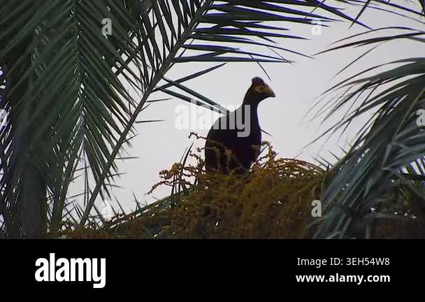Lady Ross turaco standing within forest in Africa under calm daylight ...