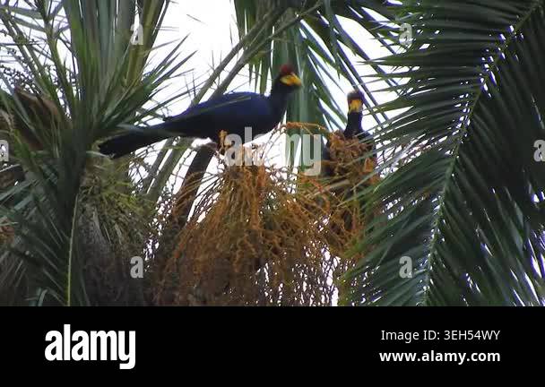 Lady Ross turaco standing within forest in Africa under calm daylight ...