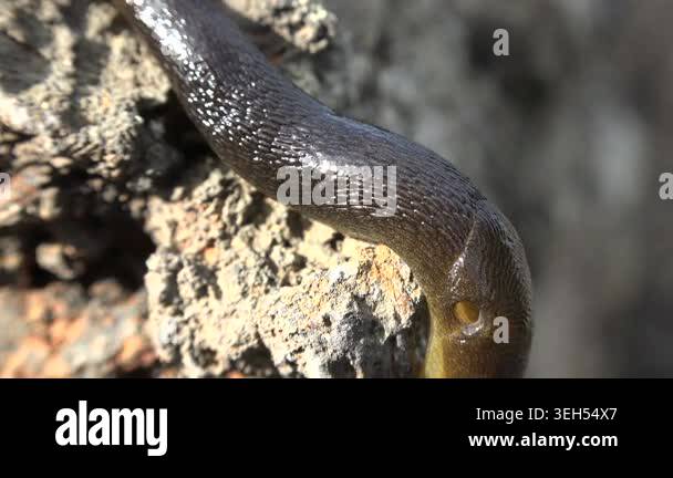 Black slug crawls across rough gray rock showing moist texture in a ...