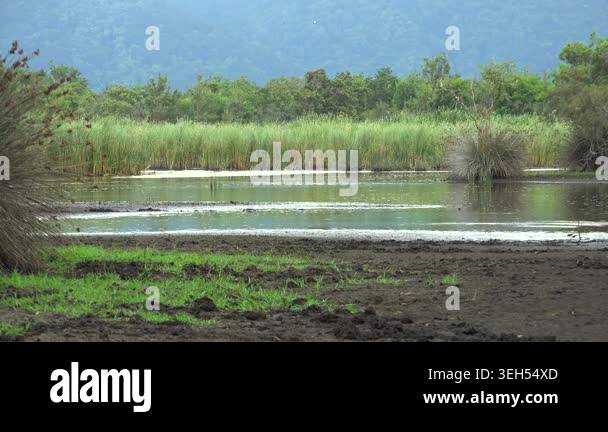 Small lake and swamp lie within mangrove forest, brackish wetland ...