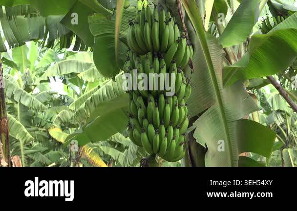 Fresh green bananas hang in dense clusters on tropical trees within ...