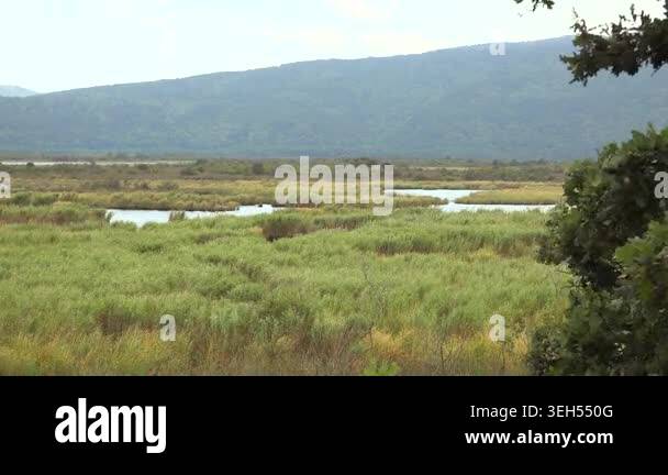 Small lake and swamp lie within mangrove forest, brackish wetland ...