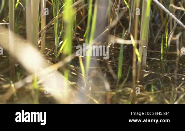 Reeds and grasses along a quiet lakeshore form wetland texture beside ...