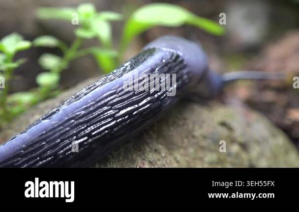 Shellless slug crawling across forest floor in moist woodland habitat ...