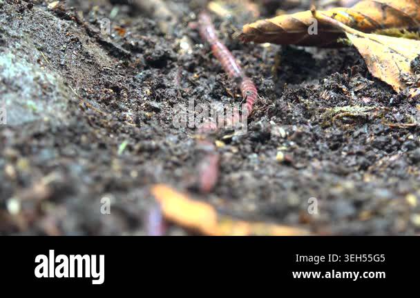 Earthworm crawling across moist soil surface with detailed texture ...