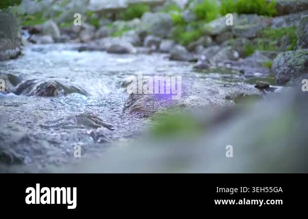Purple flower beside clear mountain stream with focus shift, delicate ...