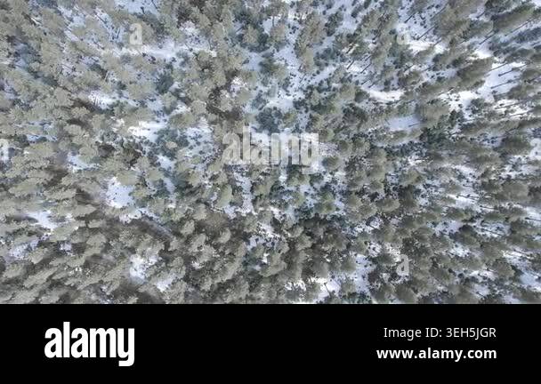 Aerial snowy mountains above forest valley in winter in Alps New ...