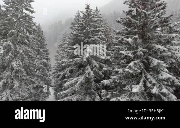 Aerial snowy mountains above forest valley in winter in Canada, calm ...