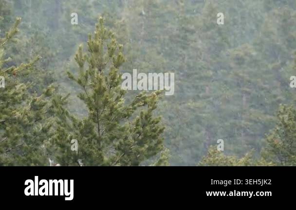 First snow falls through pine forest, covering evergreen woodland at ...