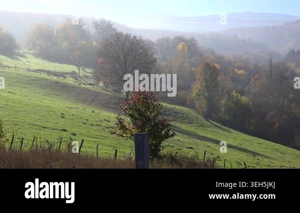 Small meadow opens within forest at morning, quiet clearing bordered by ...