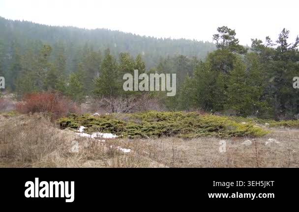 First snow falls through pine forest, covering evergreen woodland at ...