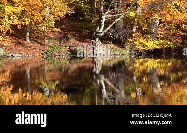 Autumn forest glows with rich foliage, calm water or leaves adding ...