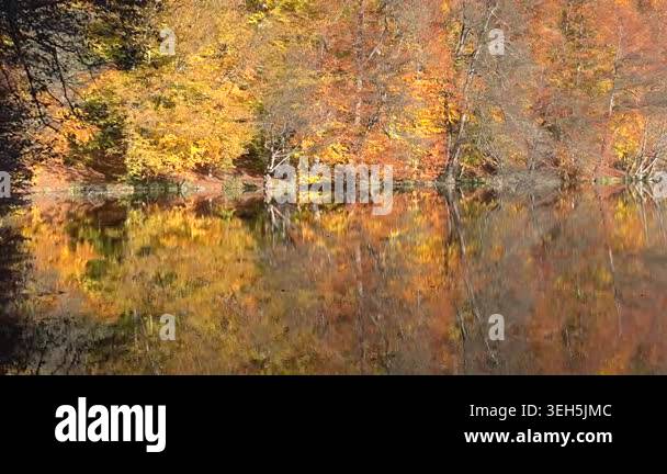 Autumn forest glows with rich foliage, calm water or leaves adding ...