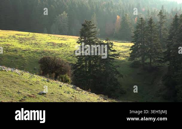 Small meadow opens within forest at morning, quiet clearing bordered by ...