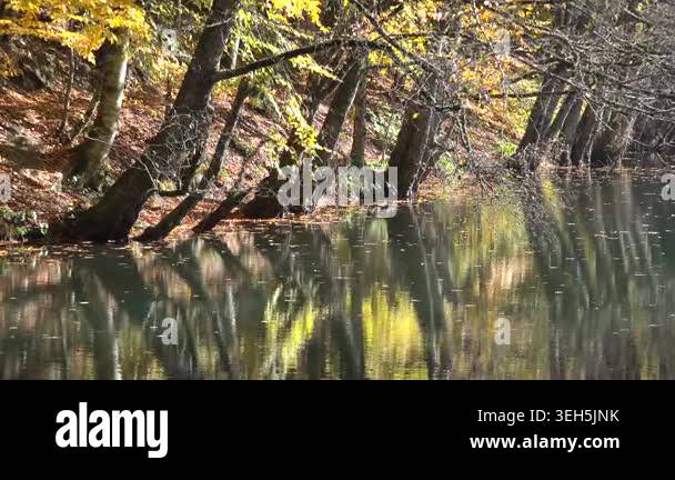 Autumn forest glows with rich foliage, calm water or leaves adding ...