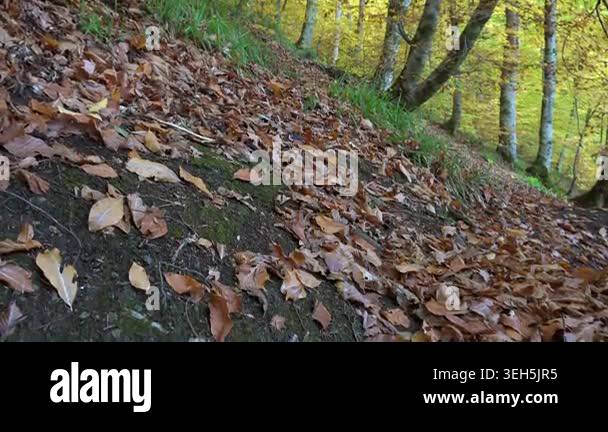 Autumn forest glows with rich foliage, calm water or leaves adding ...