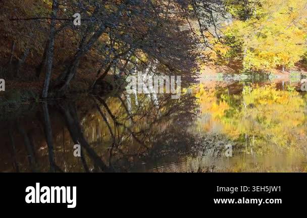 Autumn forest glows with rich foliage, calm water or leaves adding ...