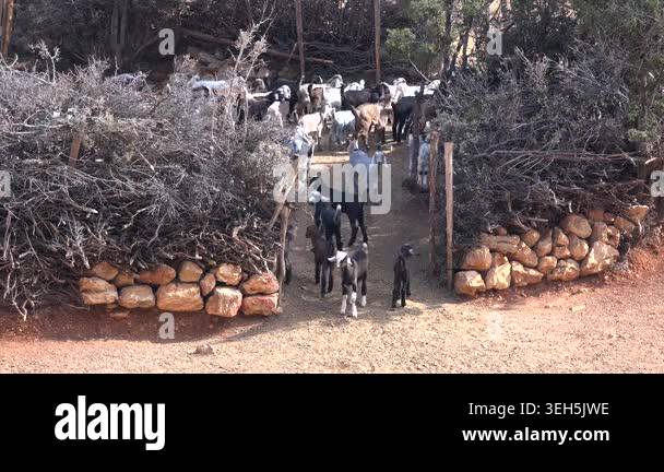 Crowded goats gather inside rustic corral, domestic herd confined ...