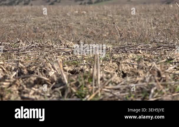 Dry stubble covers harvested field soil in a low slider view across ...