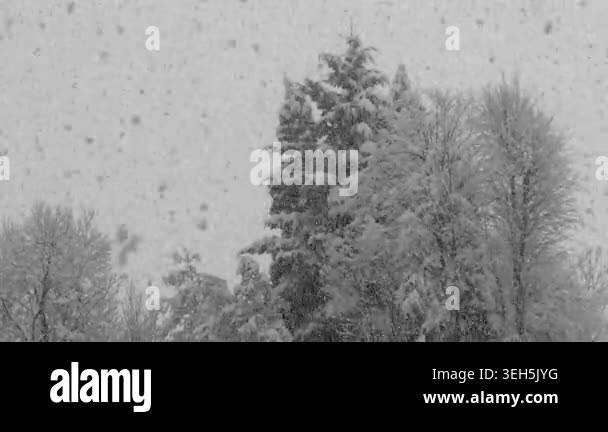 Heavy snowfall fills a park and forest with large flakes and dense ...