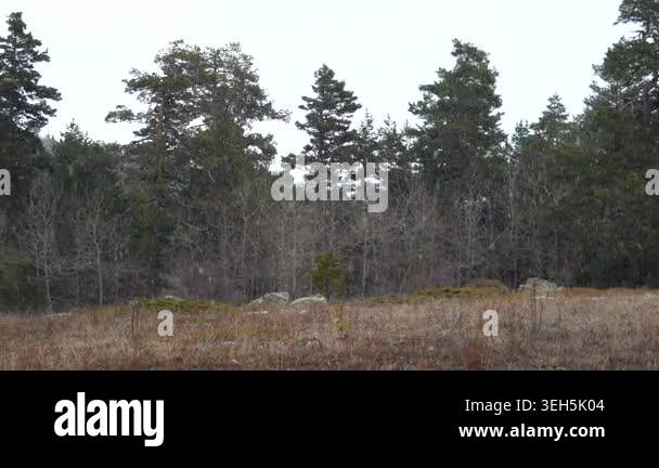 First snow falls through pine forest, covering evergreen woodland at ...