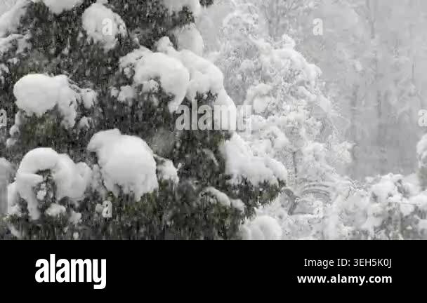 Heavy snowfall fills a park and forest with large flakes and dense ...