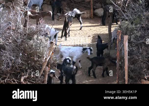 Crowded goats gather inside rustic corral, domestic herd confined ...