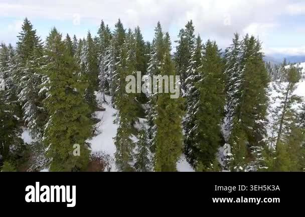 Aerial valley panorama, snow covered pine forest on Alps mountain top ...