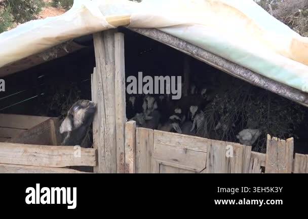 Crowded goats gather inside rustic corral, domestic herd confined ...