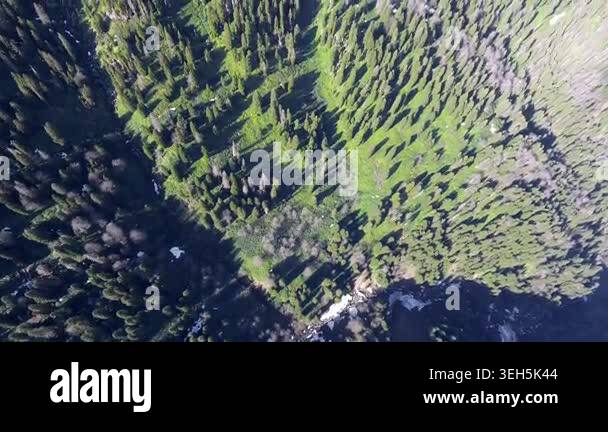 Aerial view shows dense pine forest stretching below treeless snowy ...