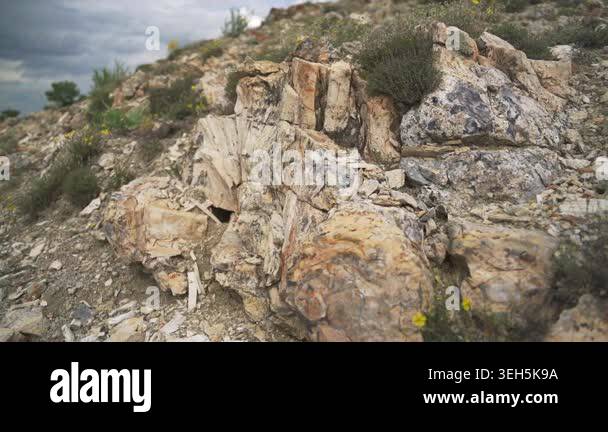 Petrified wood fossil tree trunk, arid badlands scenery, mineral grain ...