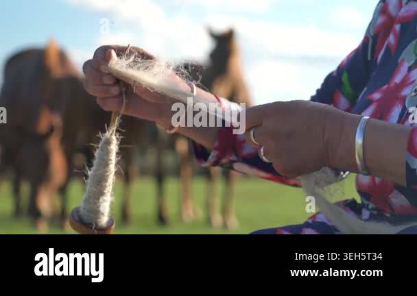 Elderly woman spins sheep wool using wooden drop spindle, closeup hands ...