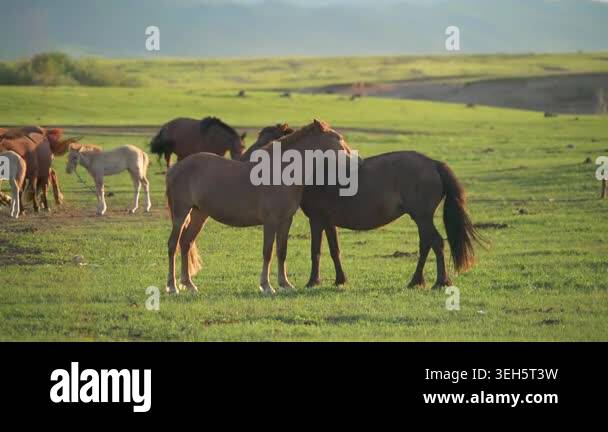 Two brown horses scratching each other in open meadow, mutual grooming ...