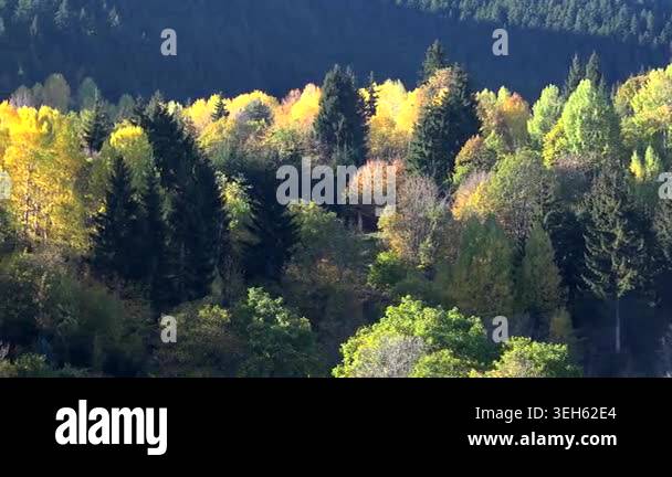 Autumn forest panorama, colorful trees, mixed woodland foliage ...