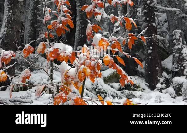 Snow covered sapling with orange leaves in mixed forest, early winter ...