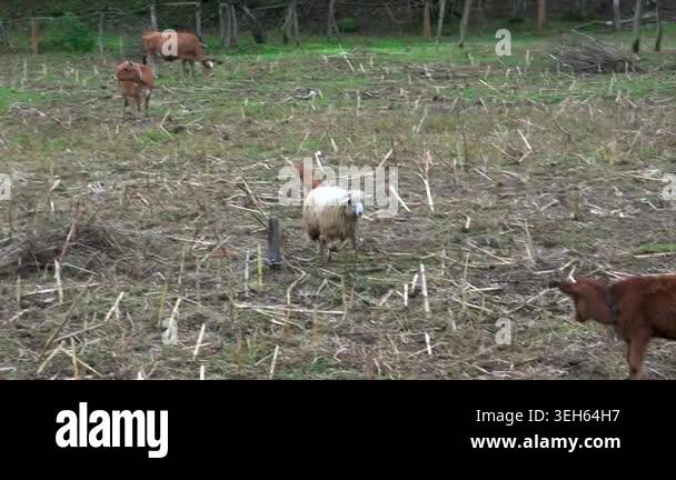 Cow calf and sheep ram headbutting in rural field, aggressive livestock ...