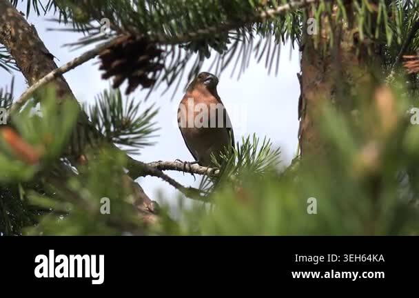 Brown chaffinch perched, pine twig background, detailed wild songbird ...